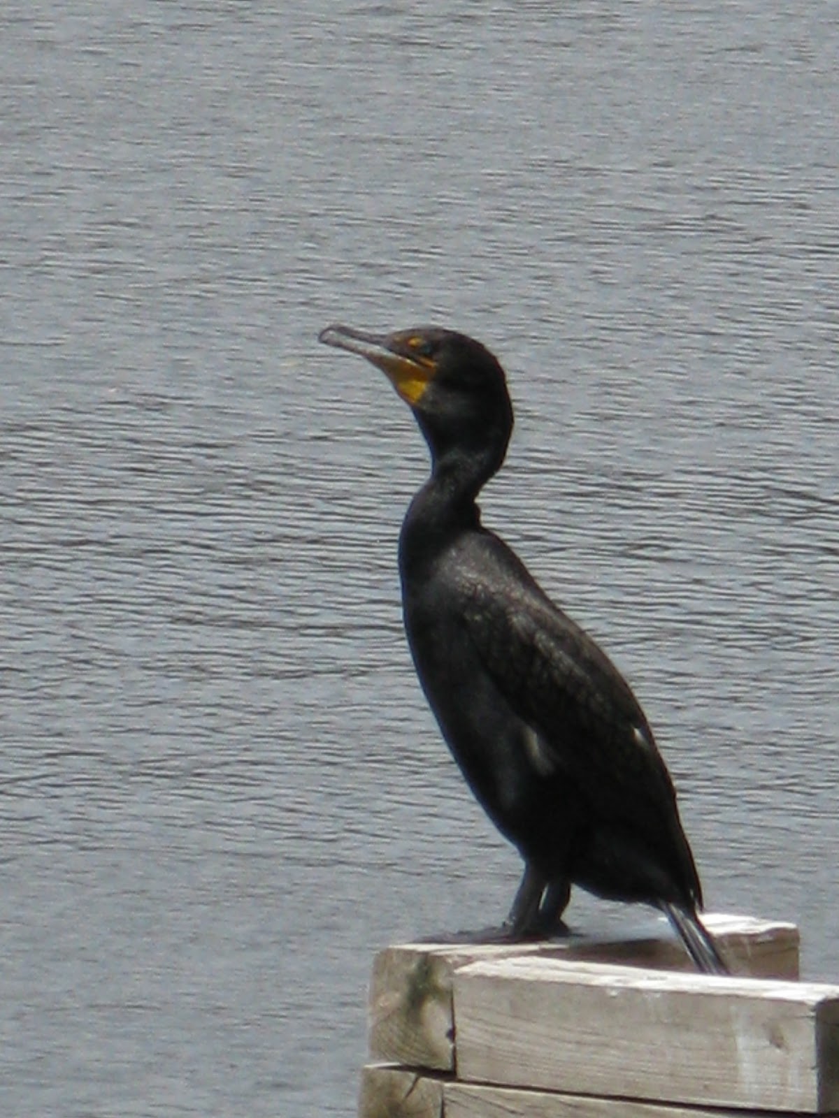 Feathers Fur and Flowers: Double-crested Cormorant
