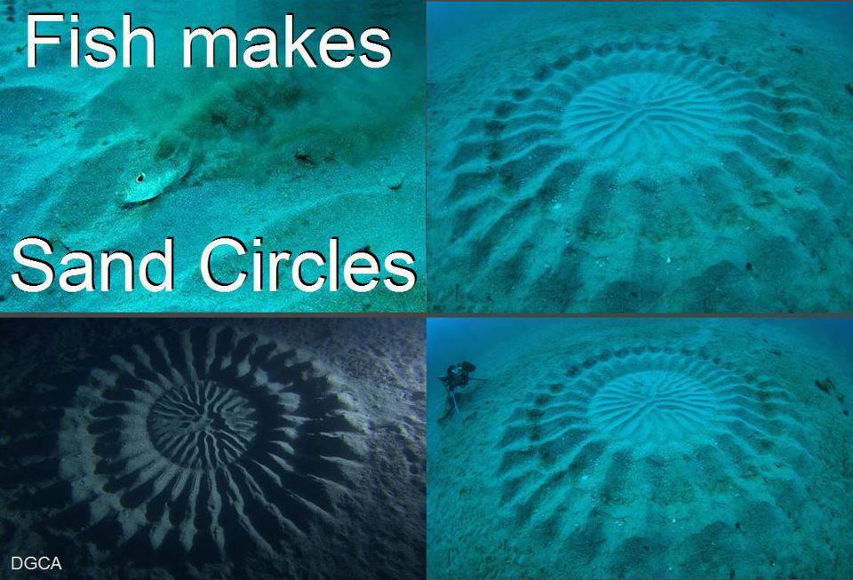 Amazing Science: The Mystery of Underwater Crop Circles, Explained