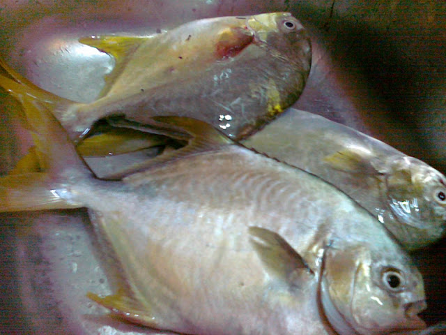 PANCING BAWAL MAS KOLAM SG SEMBILANG