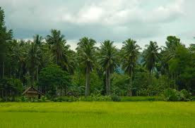 landforms: Different Land forms in the Philippines