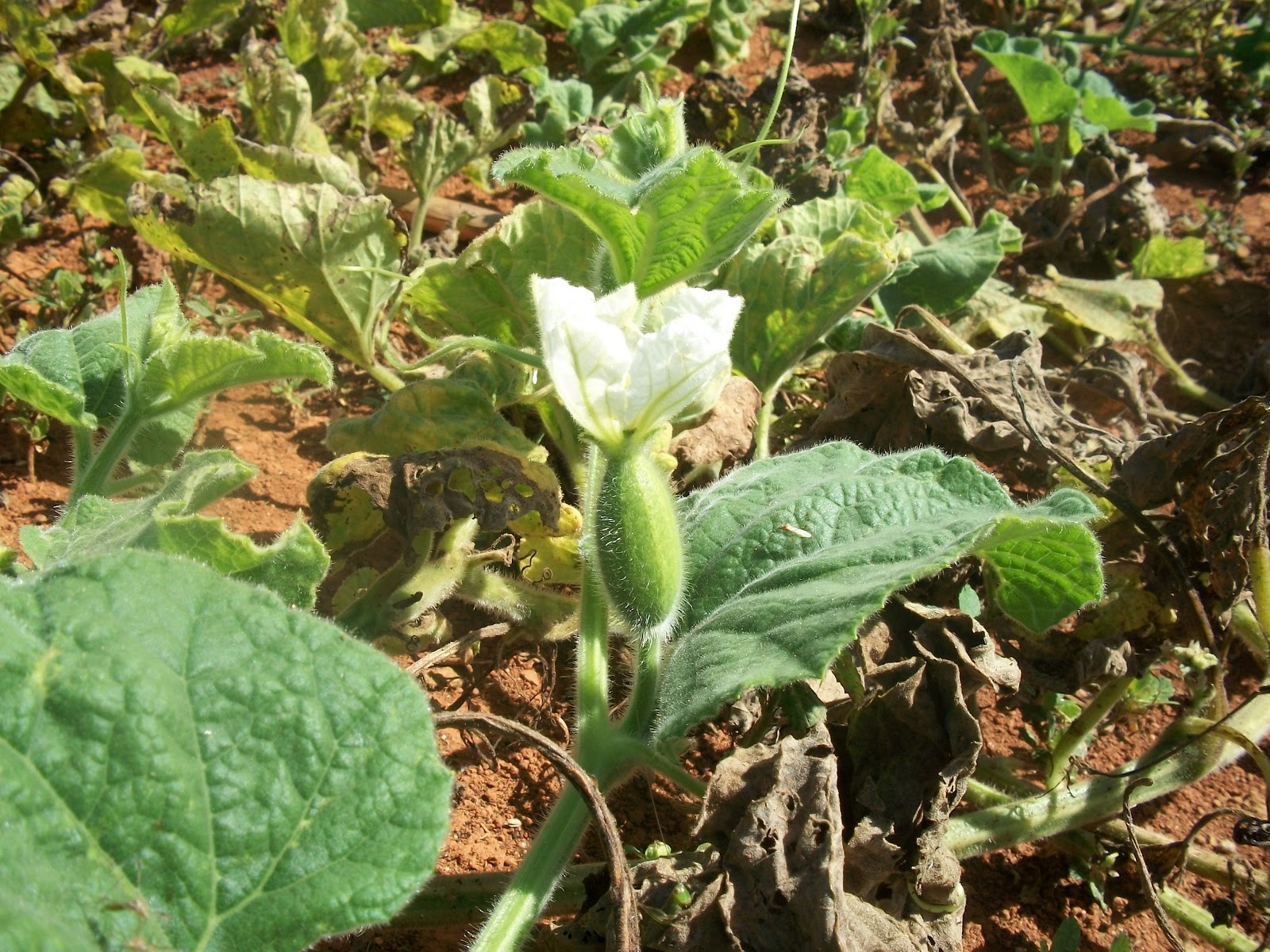 Saúde no Solo: Caxi