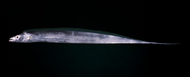 Artes de Pesca: VAMOS A PESCAR EL PEZ SABLE