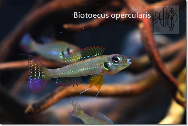 水草好朋友@部落格: 綠寶石短鯛 Biotoecus opercularis