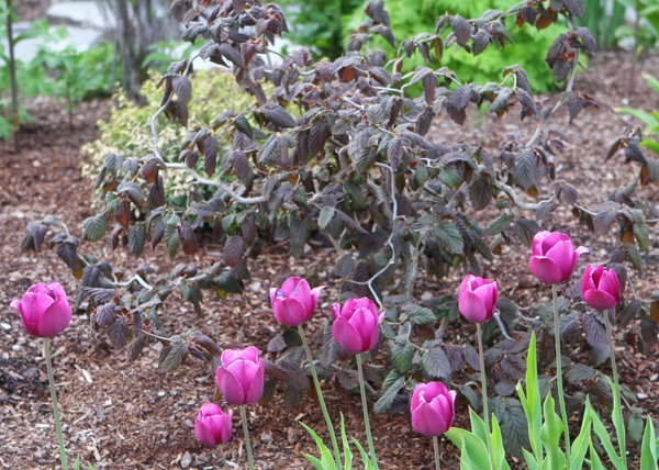 VW Garden: Royal Purple Smoke Tree Vs. Red Dragon Contorted Filbert