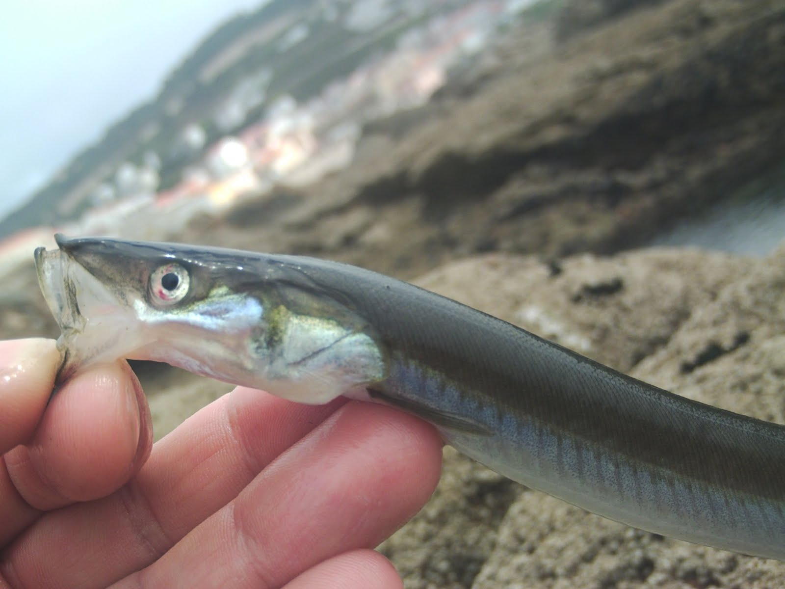 solorobalizas: Video: Lanzón-Bolo-Greater sandeel-Gran lacon