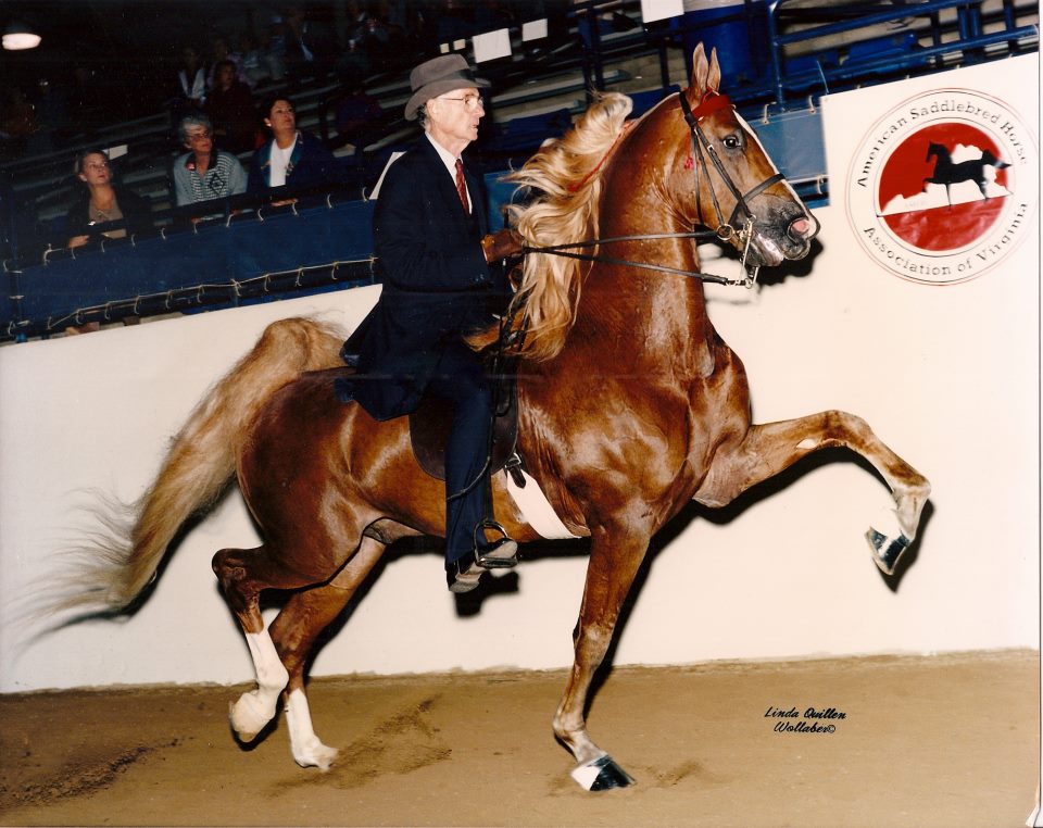The American Saddlebred: Will Shriver's stallion sons
