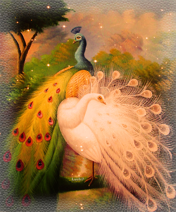 Decent Image Scraps: Peafowl Animation