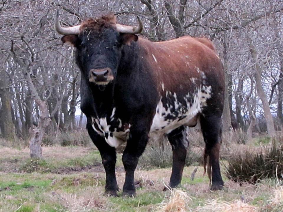 Animales y Relatos: El toro berrendo