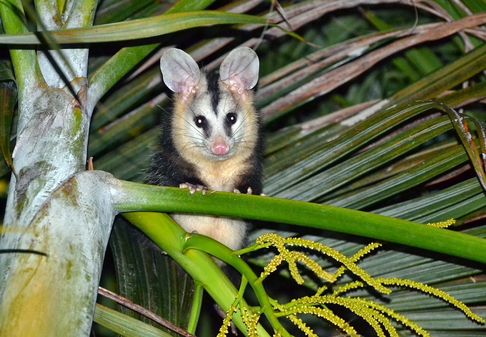 Cassaco nas Alagoas, Saruê no Pio IX