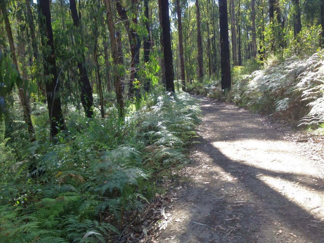 Trails and Tracks: Mason Falls Circuit, Kinglake National Park ...