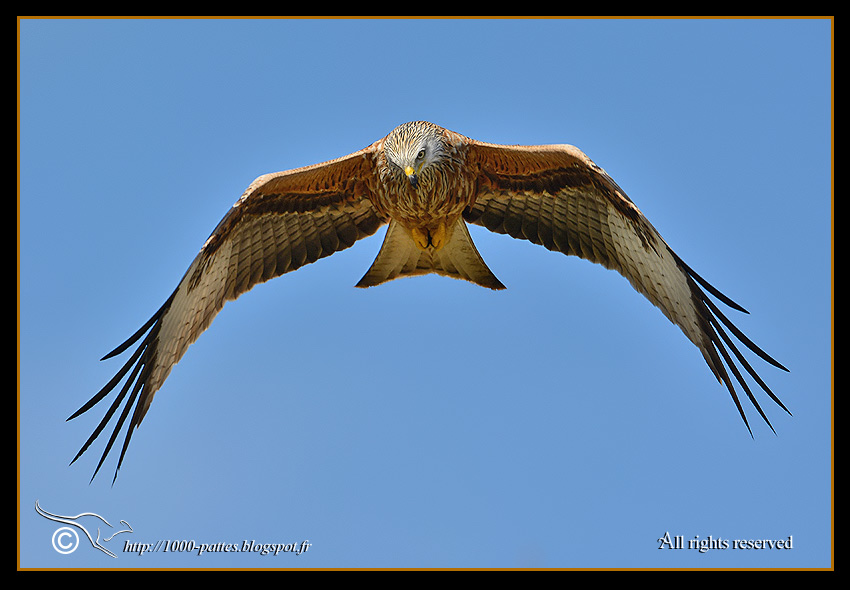 WILDLIFE GATEWAY: Milan royal