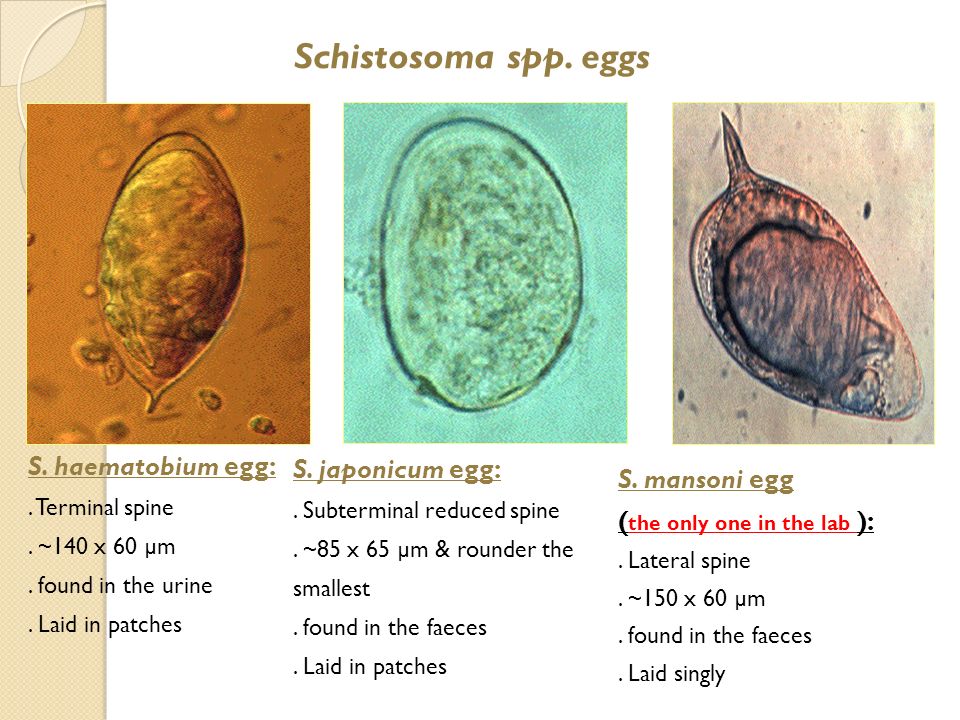 Lecture Notes in Medical Technology: Lecture #11: THE BLOOD FLUKES