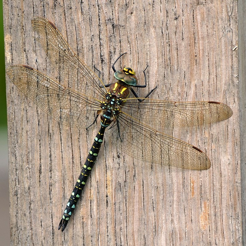 JRandSue: A MIXED BAG.