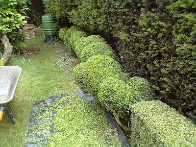 Rachel the Gardener: Box hedges: Time for Topiary