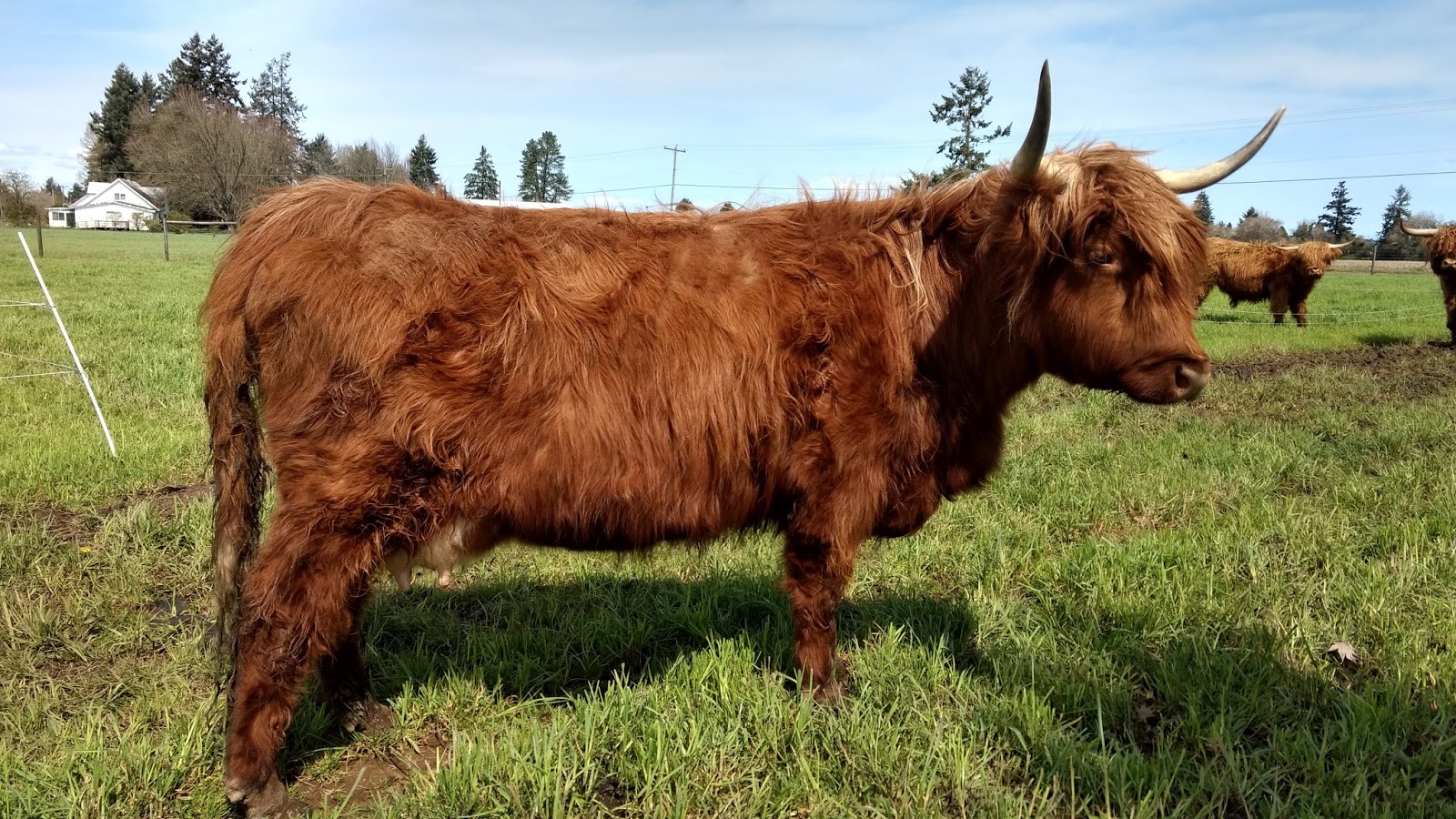 Asman Highland Cattle: Spring time