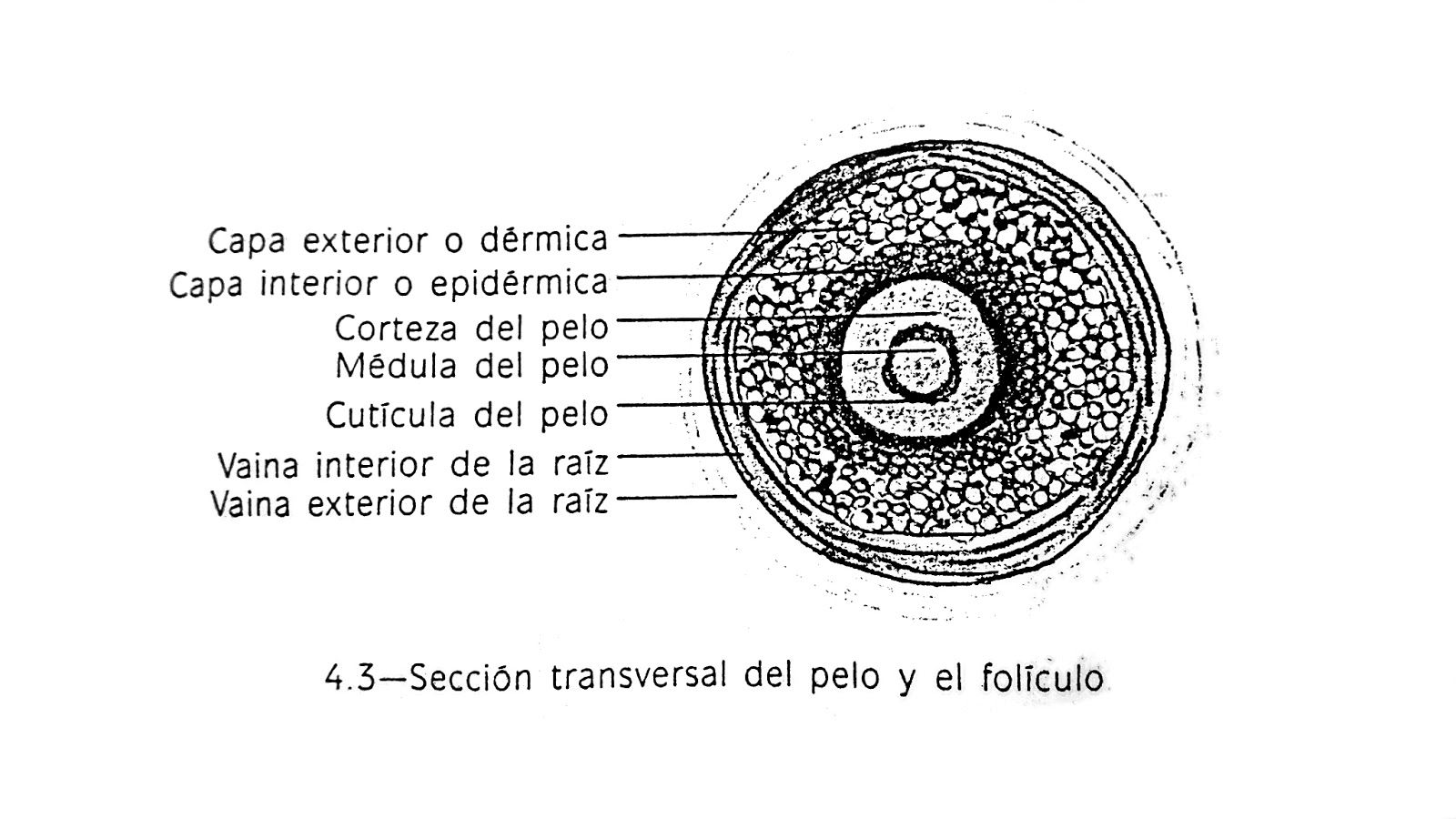 Capas del cabello