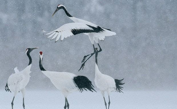 Nada de Conto de Fadas: Tsuru