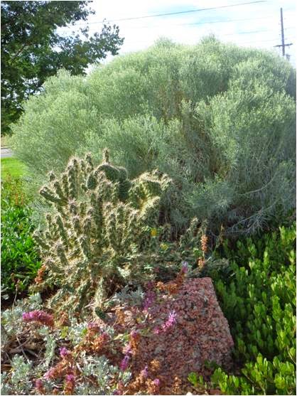 CO-Horts: Ode to rabbitbrush, the late season jewel of the garden