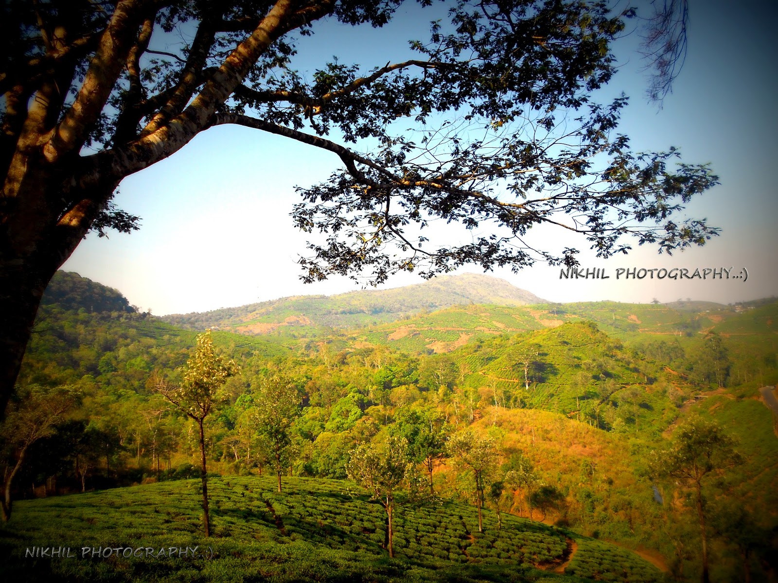 My Photography: Elappara Tea Plants