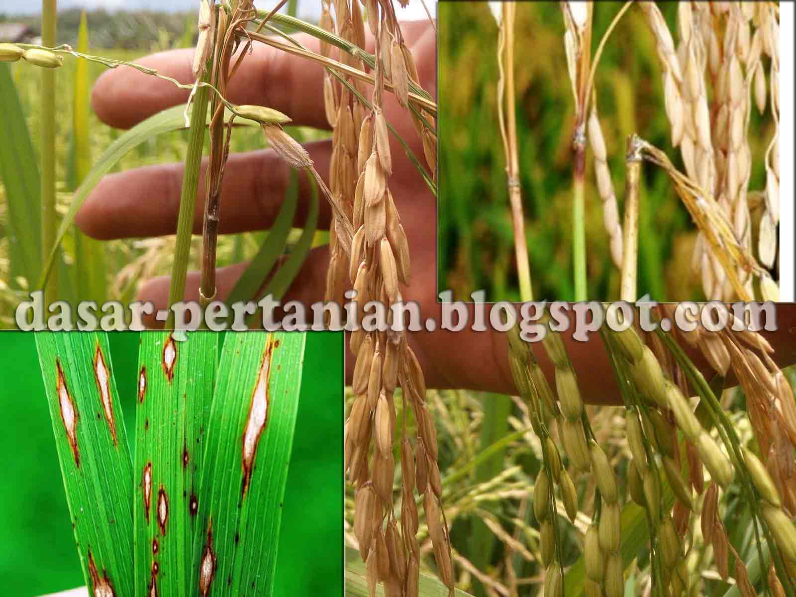 Cara Mengatasi Penyakit Blas ( Patah Leher ) Pada Tanaman Padi | Dasar ...