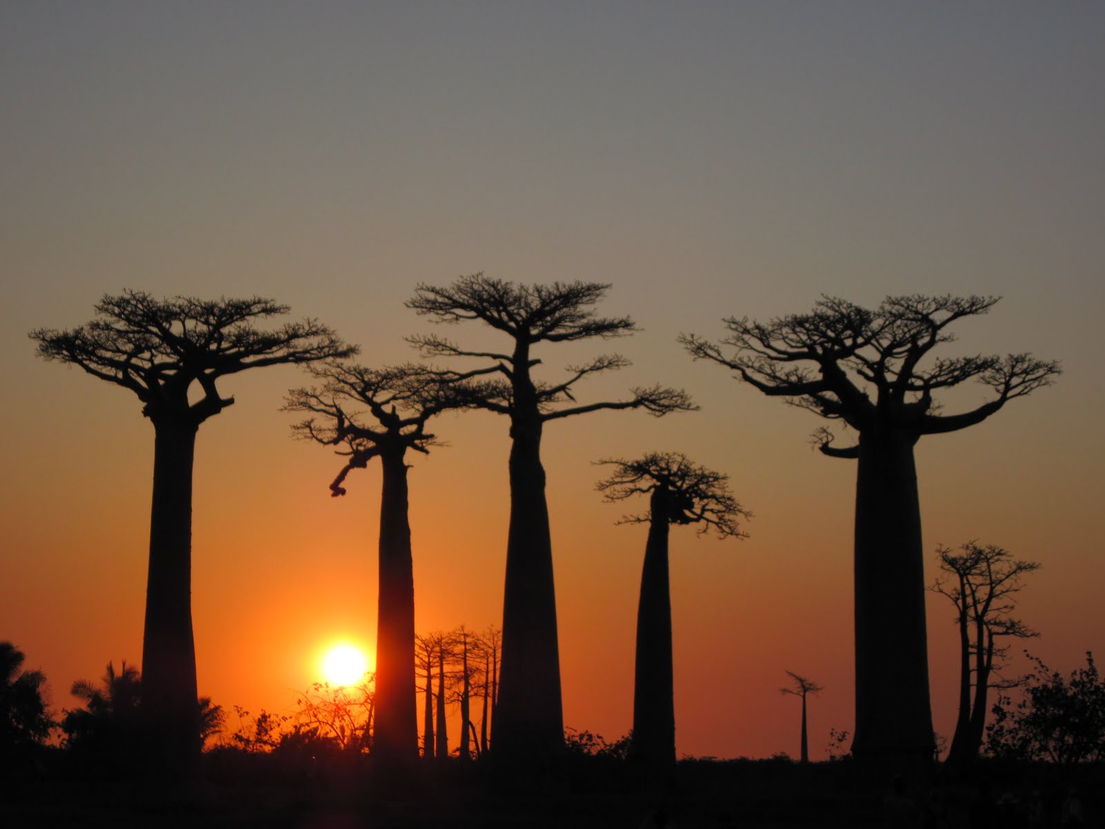 WILDLIFE&EXPEDITIONS: LAS LEYENDAS DEL BAOBAB