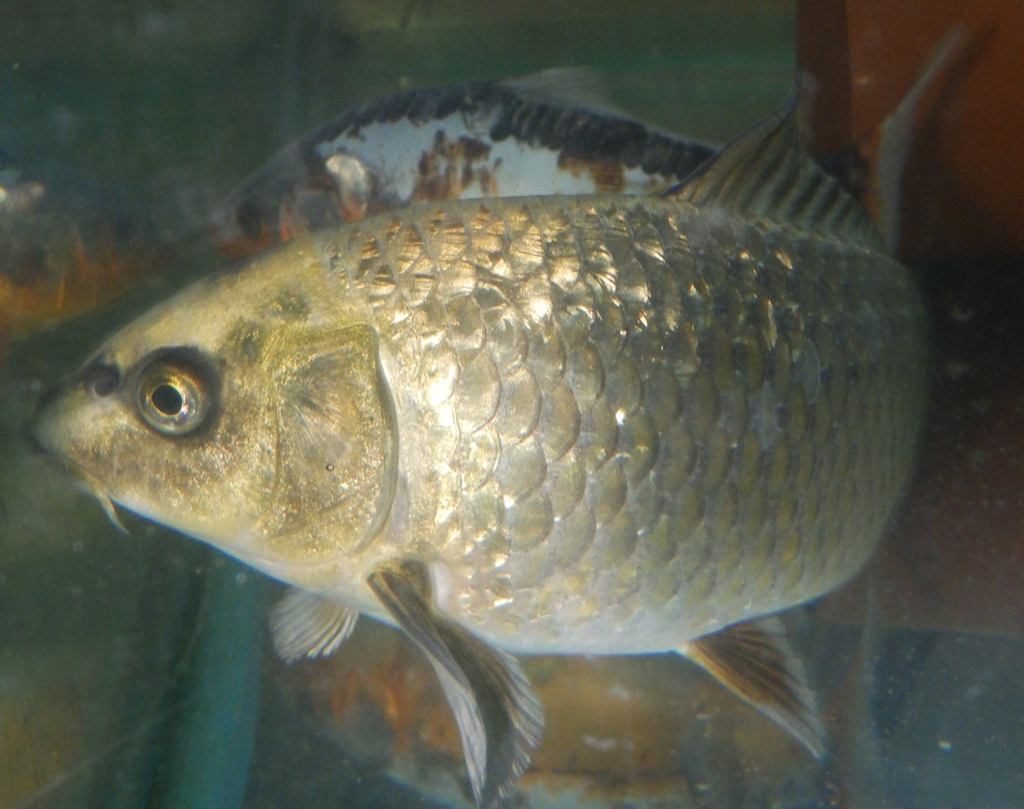 Reptiles Amphibians & Fish: GIN RIN GHOST KOI