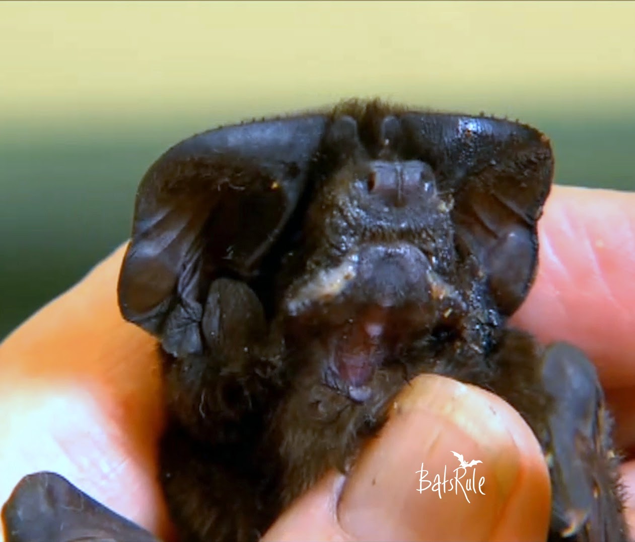 Australian Bat Clinic and Totally Wild | Microbats, Bats