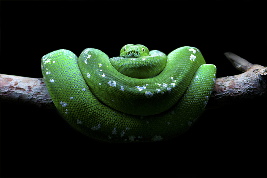 Snake Wallpaper HD Snake Pictures - HD Animal Wallpapers