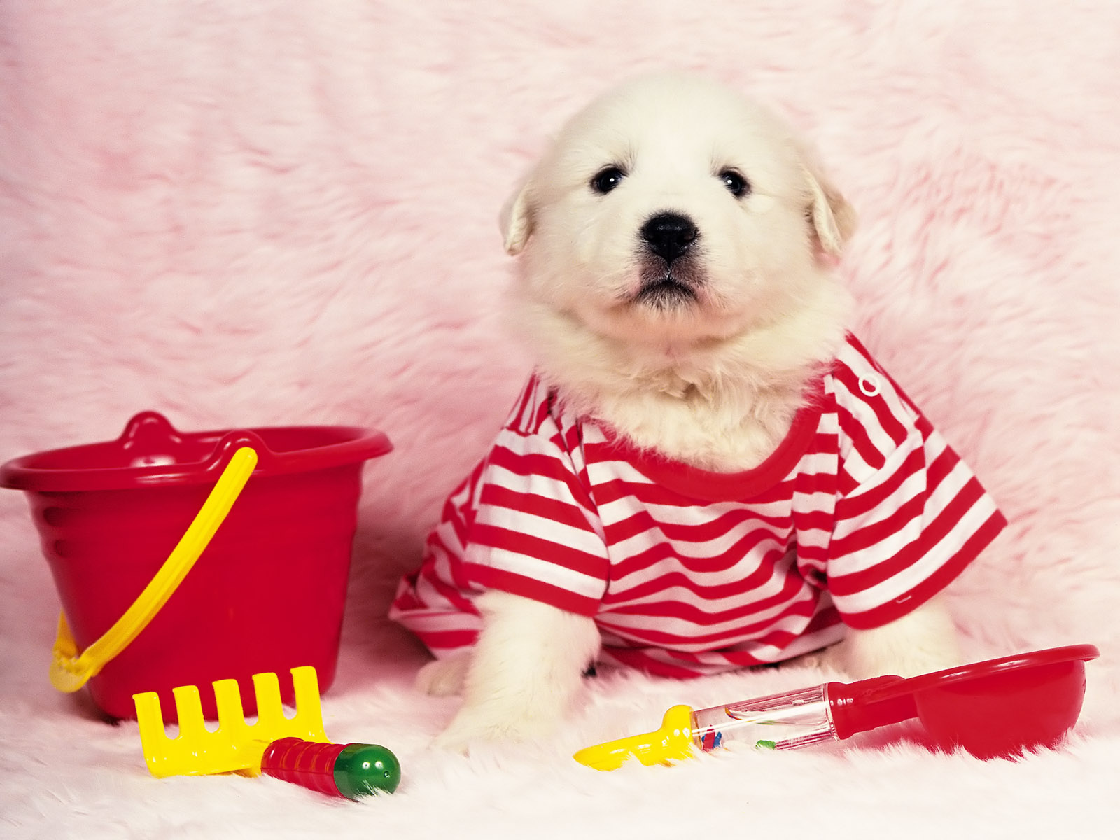 Uñas de perritas tiernas - Imagui