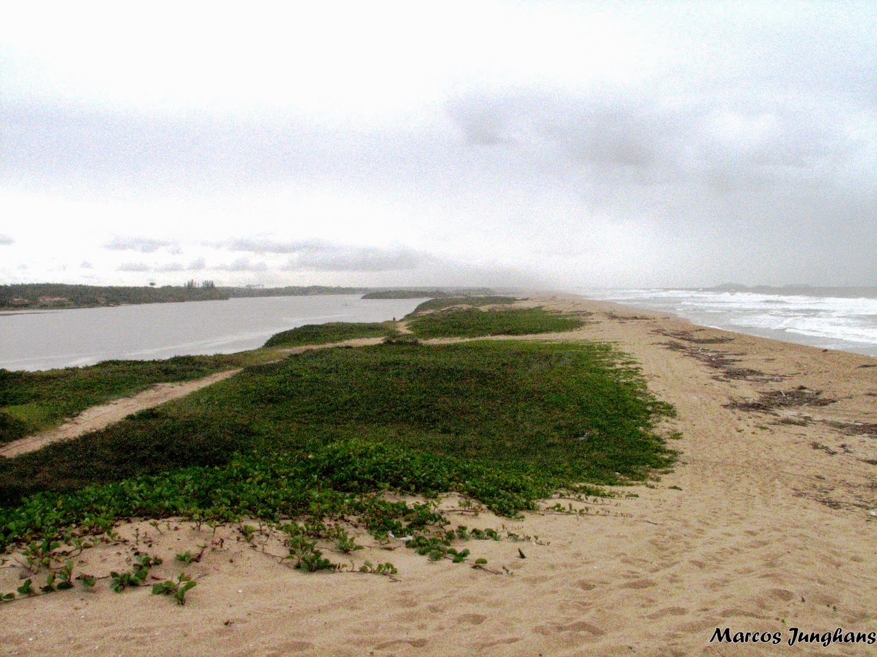 Blog do Marcos Junghans: Nossa Vegetação de Restinga