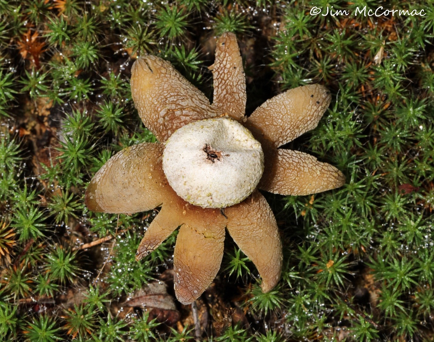 Ohio Birds and Biodiversity: Earthstar fungus