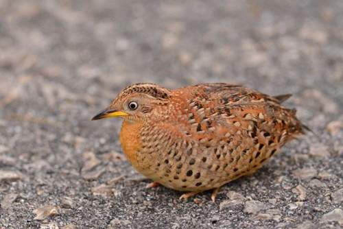 Yellow-legged buttonquail | Birds of India | Bird World