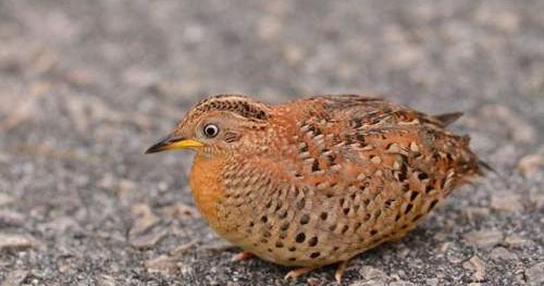 Yellow-legged buttonquail | Birds of India | Bird World