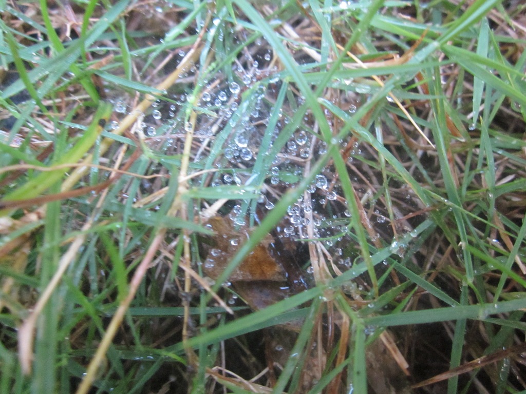 Cynodon Dactylon (Karuka Grass) | KERALA NATURE AND AYURVEDA