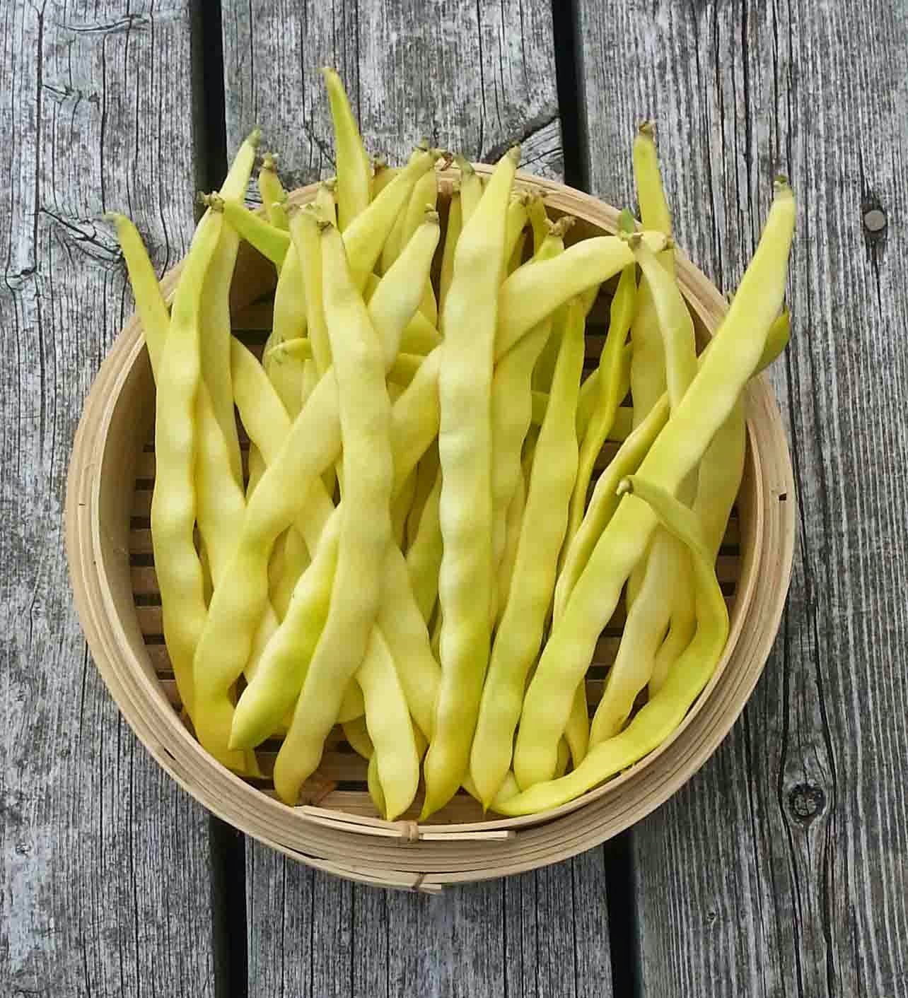 The Gardening Me: End of Season Review - Beans