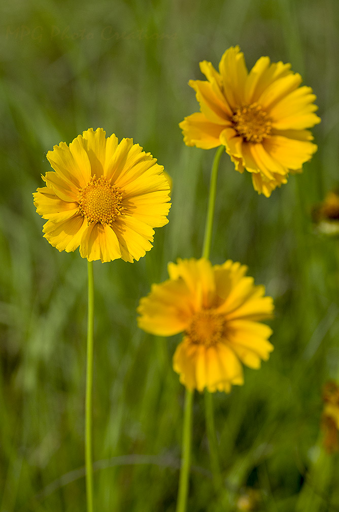 MPG Photo Creations: Kansas Wildflowers Yellow & Orange