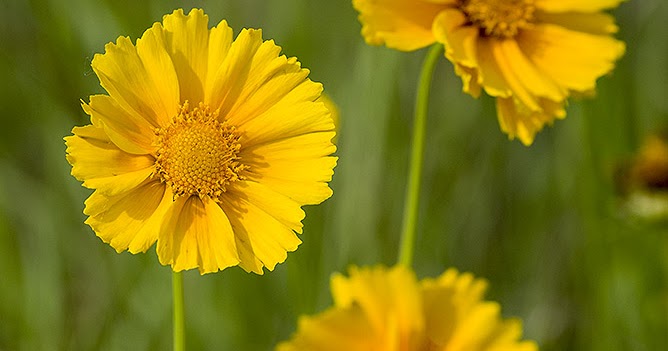 MPG Photo Creations: Kansas Wildflowers Yellow & Orange