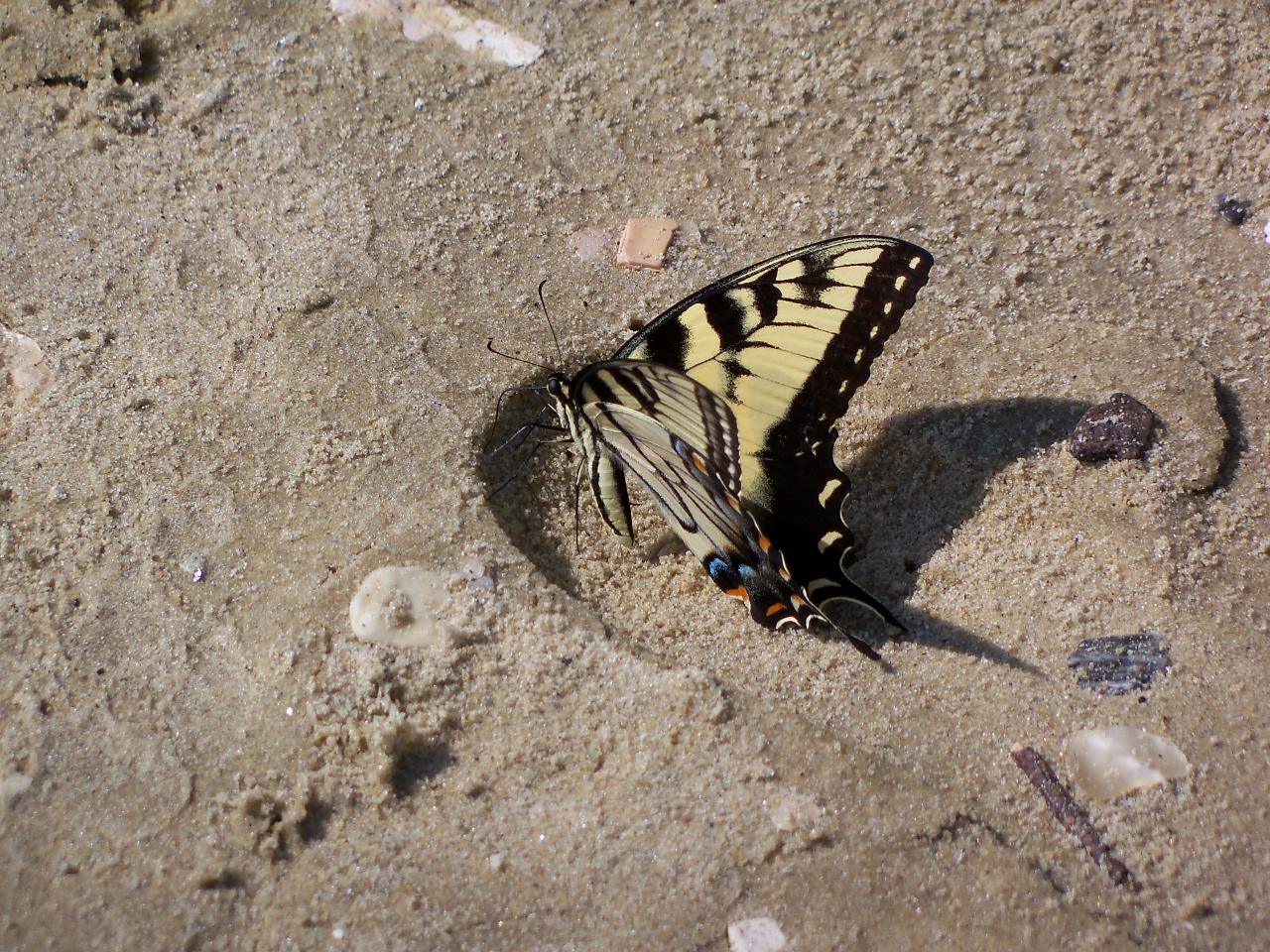 A View from the Beach: Butterflies at the Beach