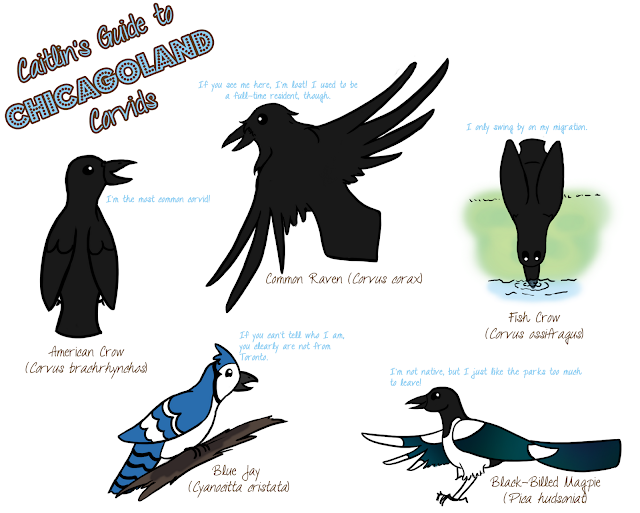 Graveyard Rat: Sam Black Crow or Adventures in Taxidermy