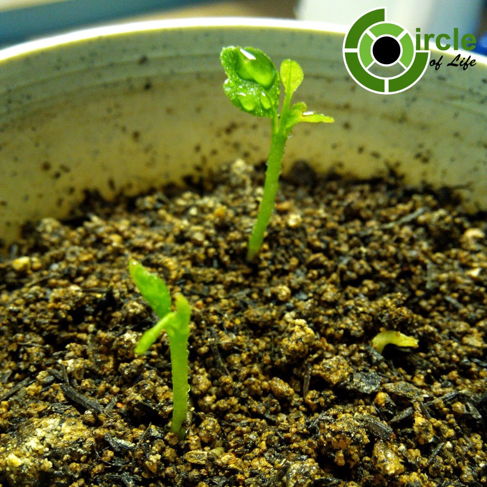 Circle of Life: Lemon Seedlings