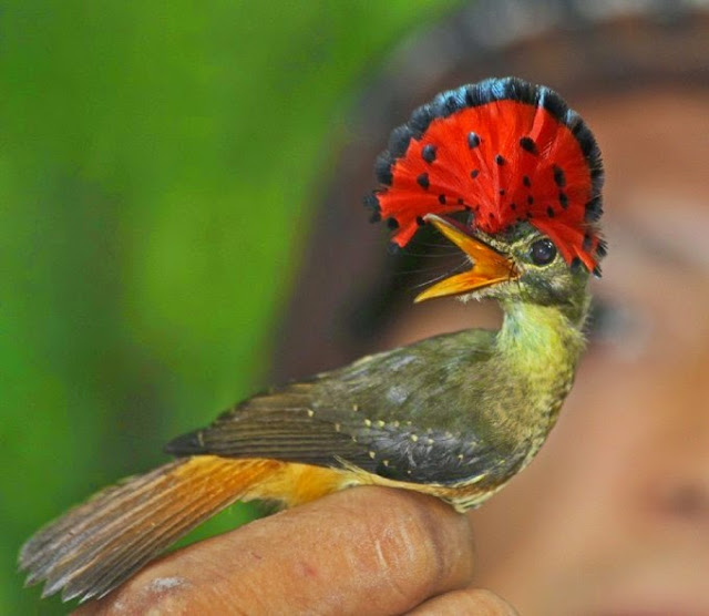 AMAZONIAN ROYAL FLYCATCHER photos - wallpapers (ανανεωμένο) | the fun bank