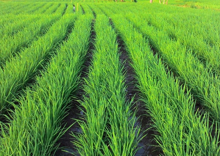 Tata Cara Menanam Padi Organik Dengan Mudah & Murah - Lim Corporation
