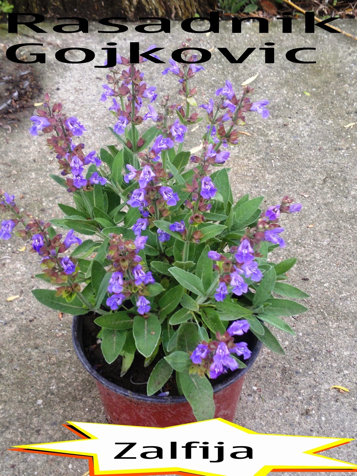 Sobno i baštensko cveće: ŽALFIJA (Salvia officinalis)