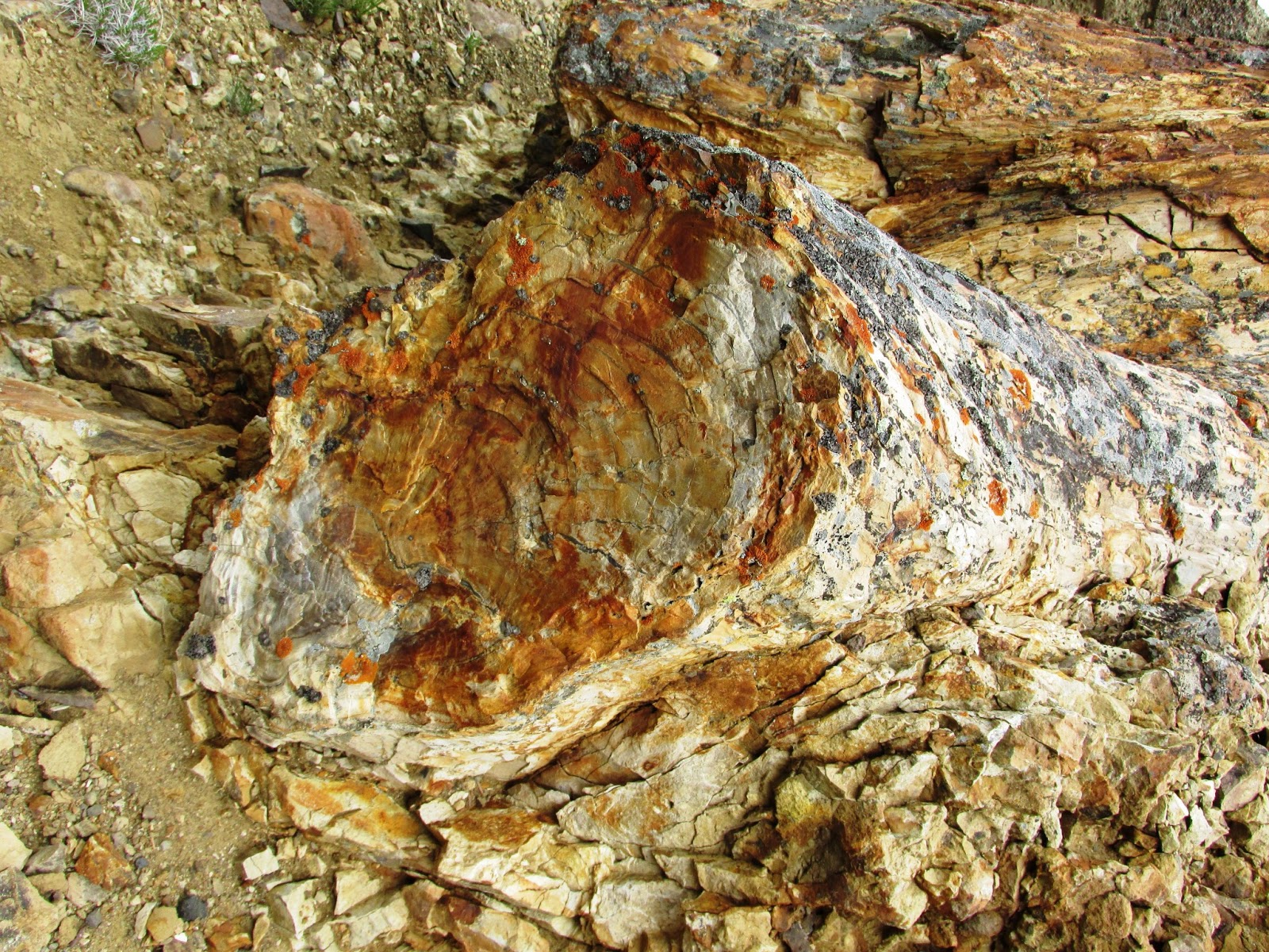 A 50 Million Year Old Tree