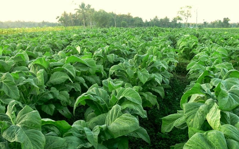 Tembakau dan pasca panen - AGRONOMI UNHAS