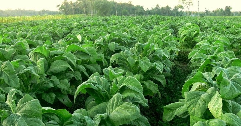 Tembakau dan pasca panen - AGRONOMI UNHAS