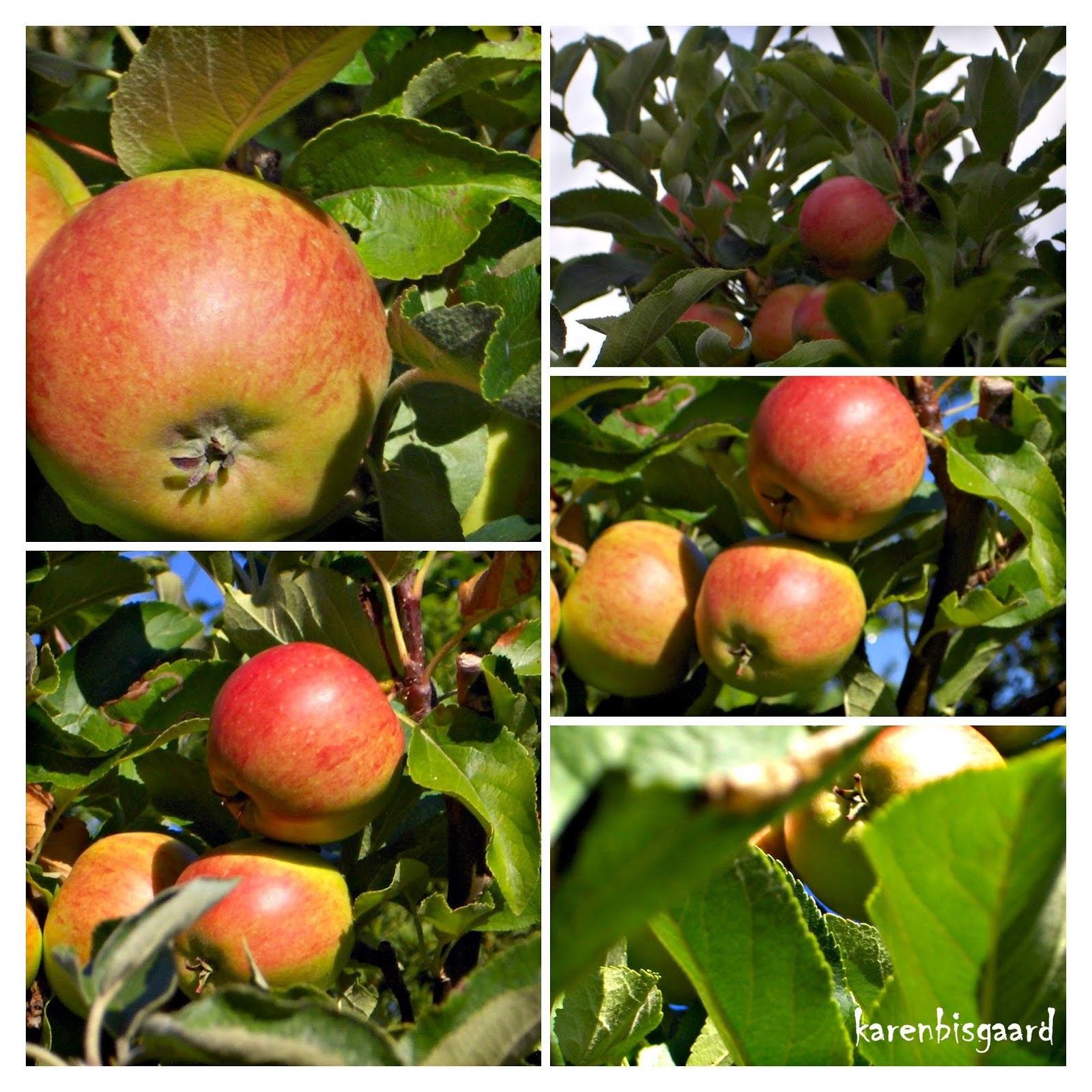 Karen`s Nature Photography: Apple Photo Collage.