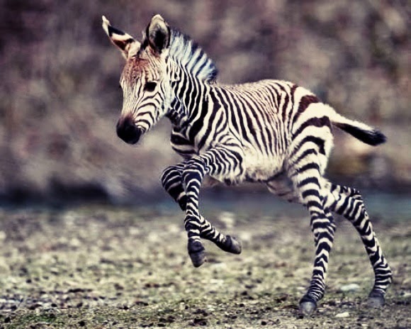 Macam-macam Gambar: Kuda Belang