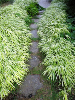 Diane Carnevale: Hakonechloa grass