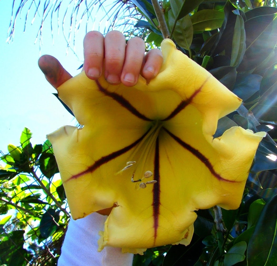 THE GOLDEN CHALICE VINE - Solandra maxima |The Garden of Eaden